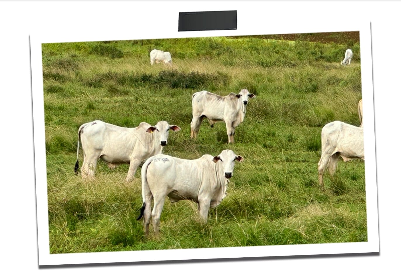 Conflitos com indígenas e camponeses: conheça o lado oculto do clã Lira ...