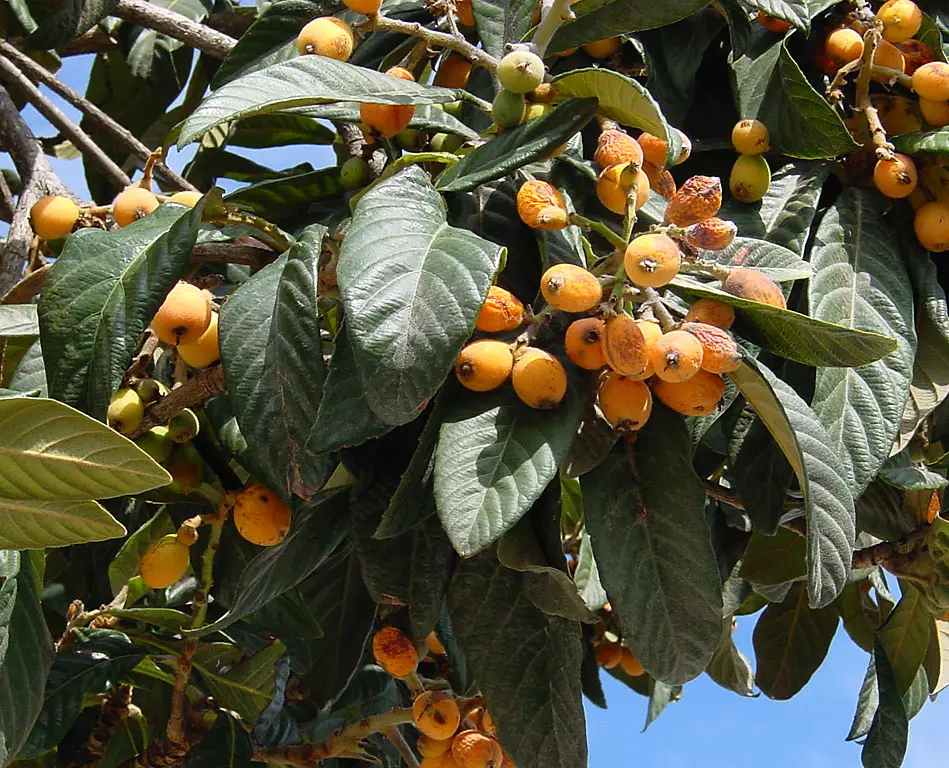 Conheça a fruta rica em antioxidantes que pode ajudar a manter a saúde ...