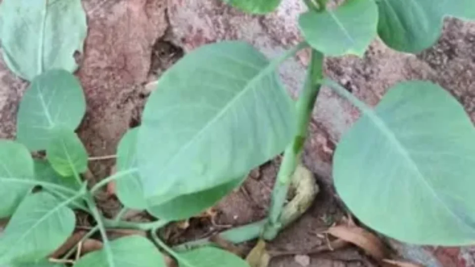 Mais sete pessoas são intoxicadas em MG após comerem 'falsa couve ...